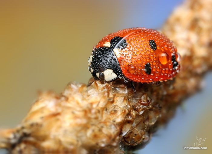Amazing pictures of insects in drops of dew